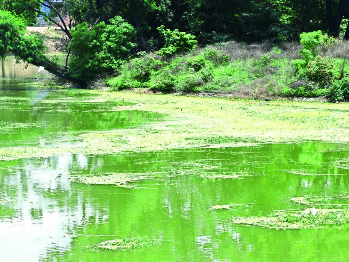 Community unites to save lake from pollution