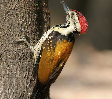 Peck: Urban Jungle: Peck on wood