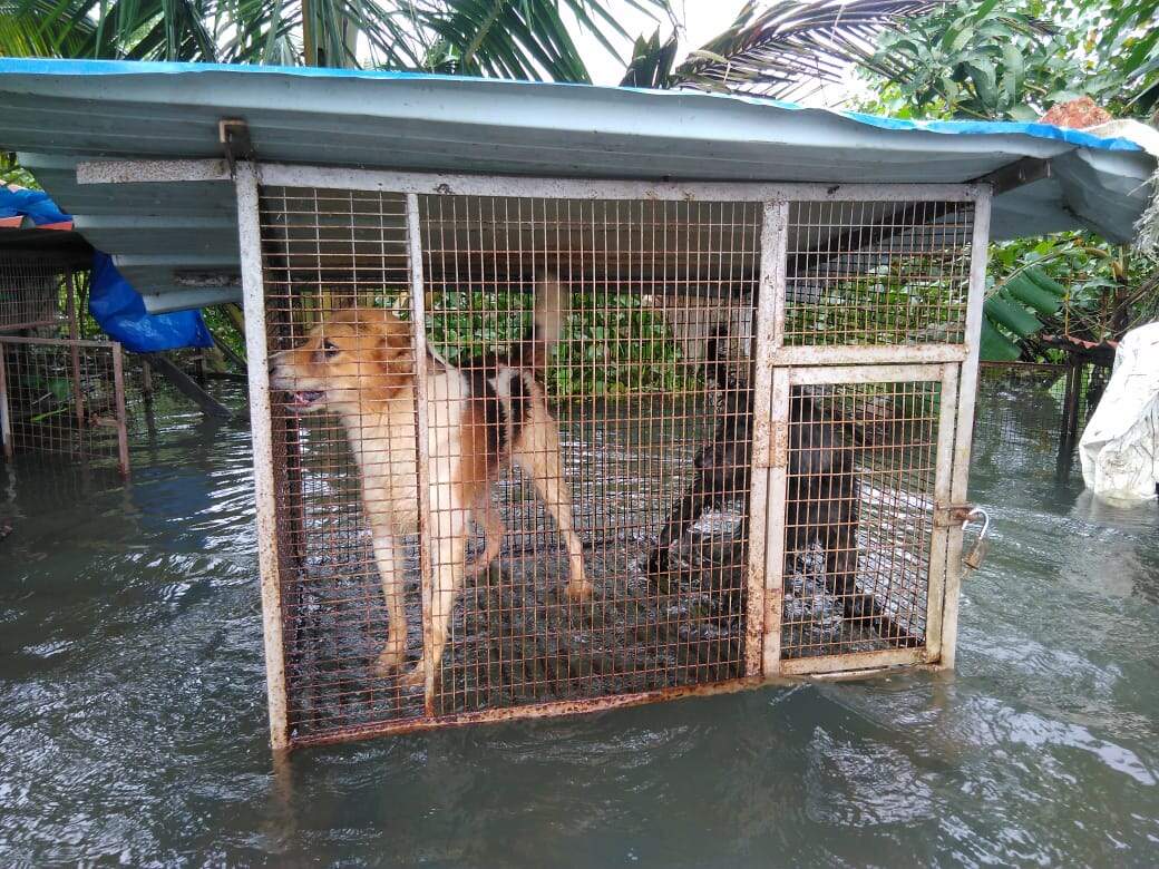 How a team from Chennai rescued 18 dogs during Kerala floods | Kochi ...