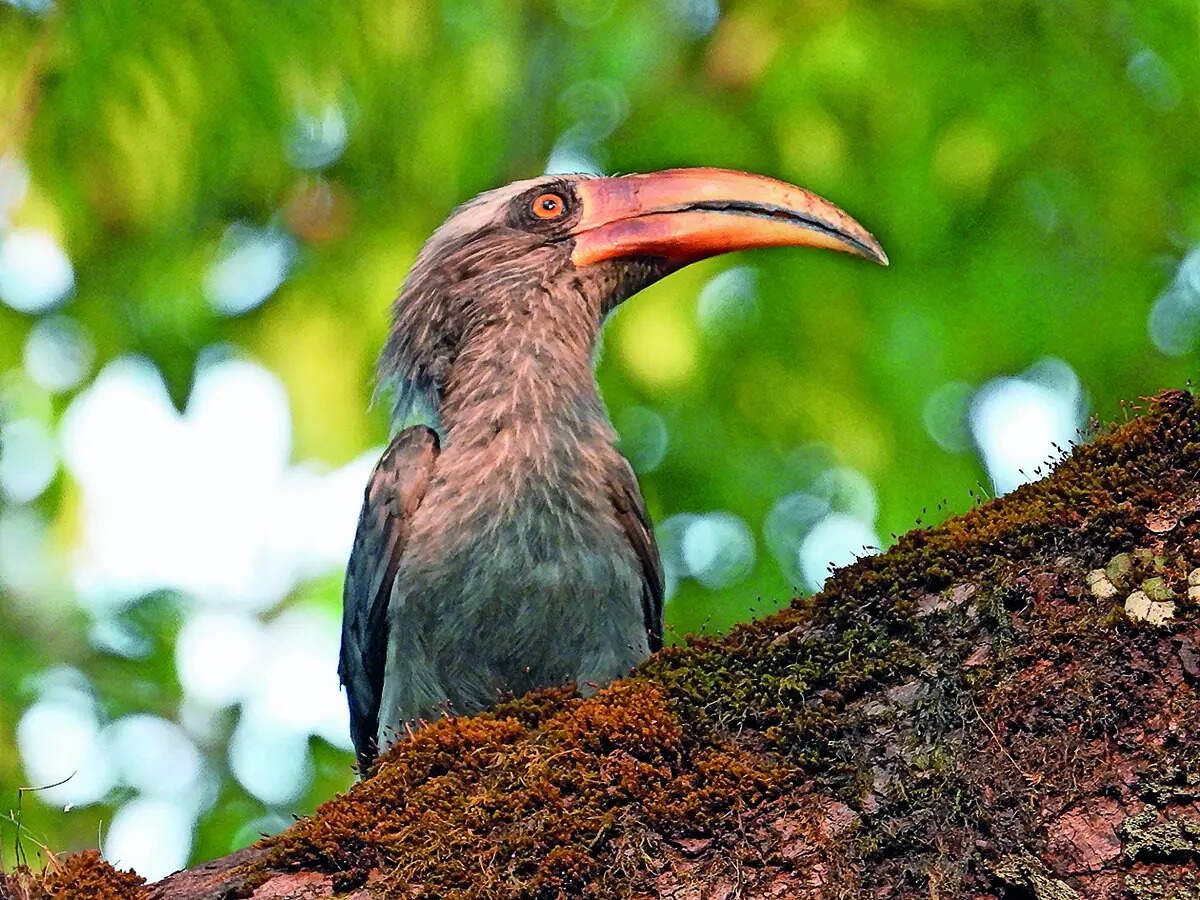 Kali buzzes with Hornbill life