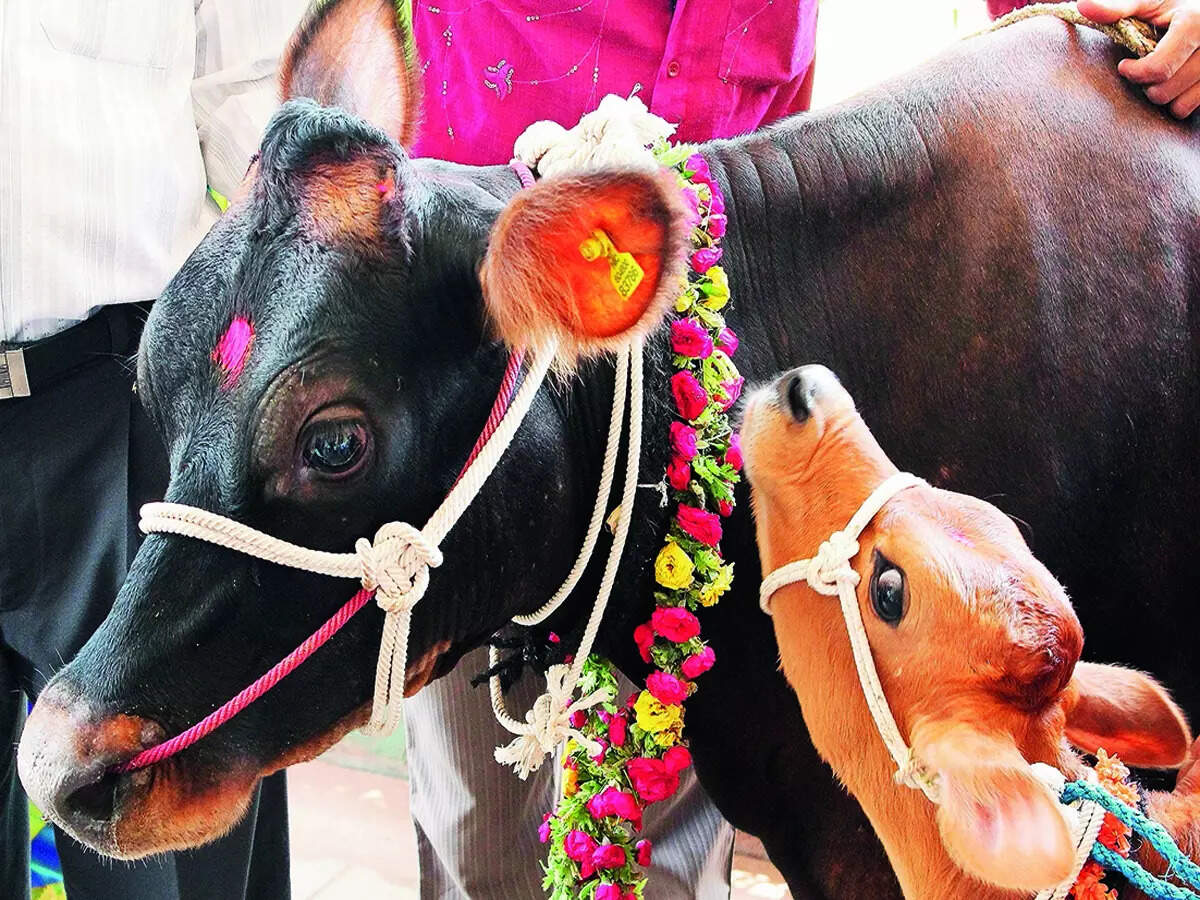 Cattle caught in the crossfire in rural Karnataka