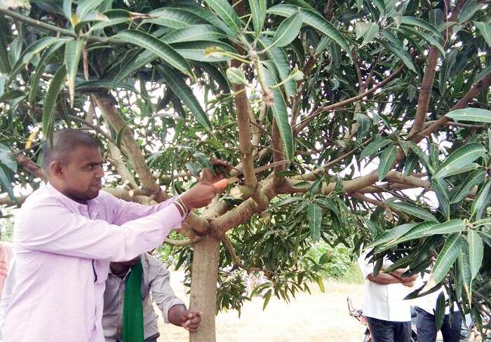 Mango: Karnataka: Mango trees get a helping hand to boost yield