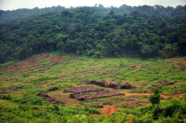 Inside Mollem, a biodiversity paradise fights for survival | Goa News ...