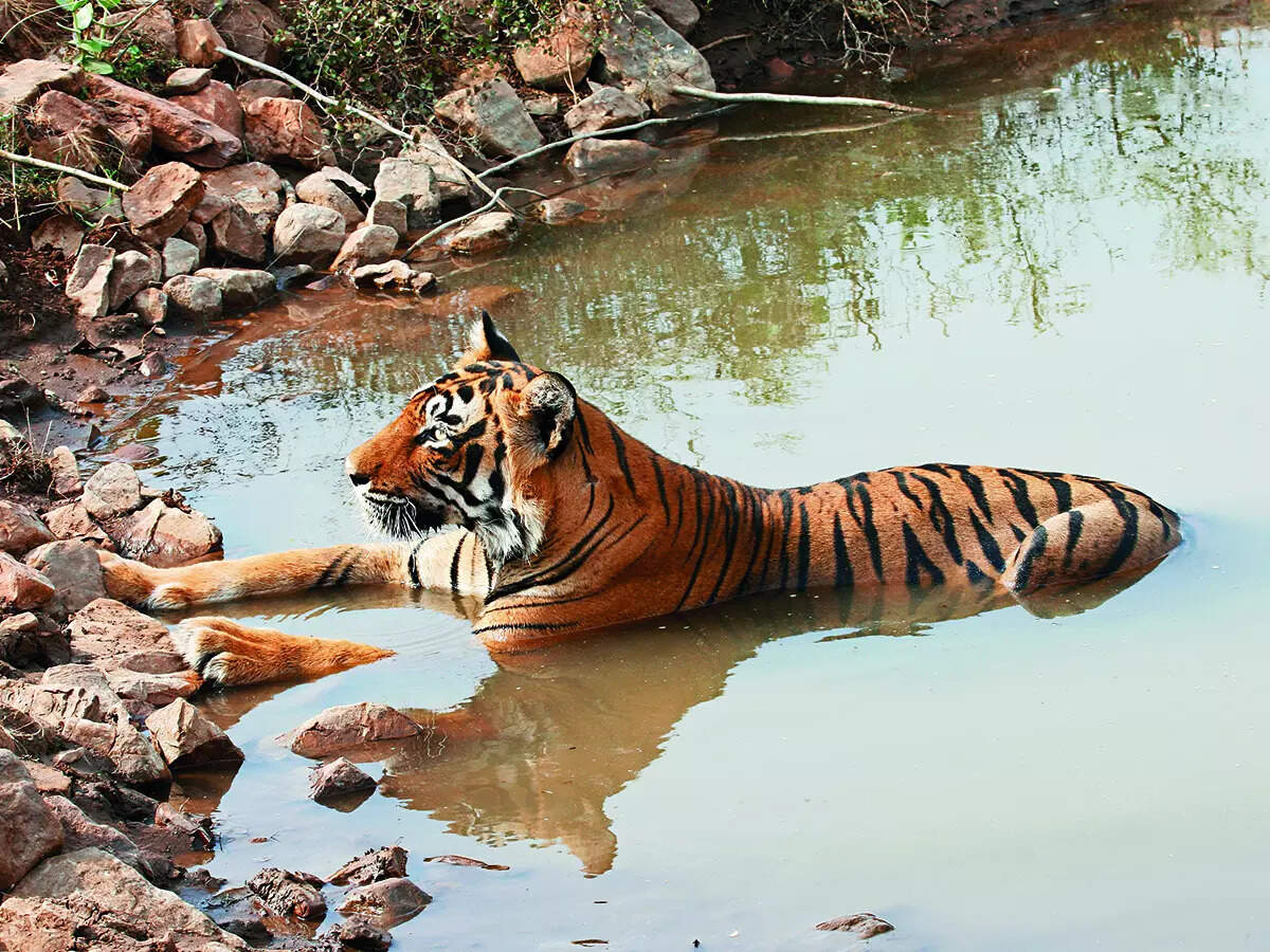 Hydel projects in scanner after tiger deaths