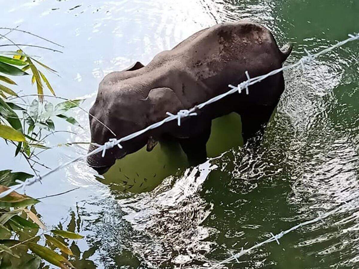 Kerala Elephant Incident: What goes into a crude bomb that killed ...