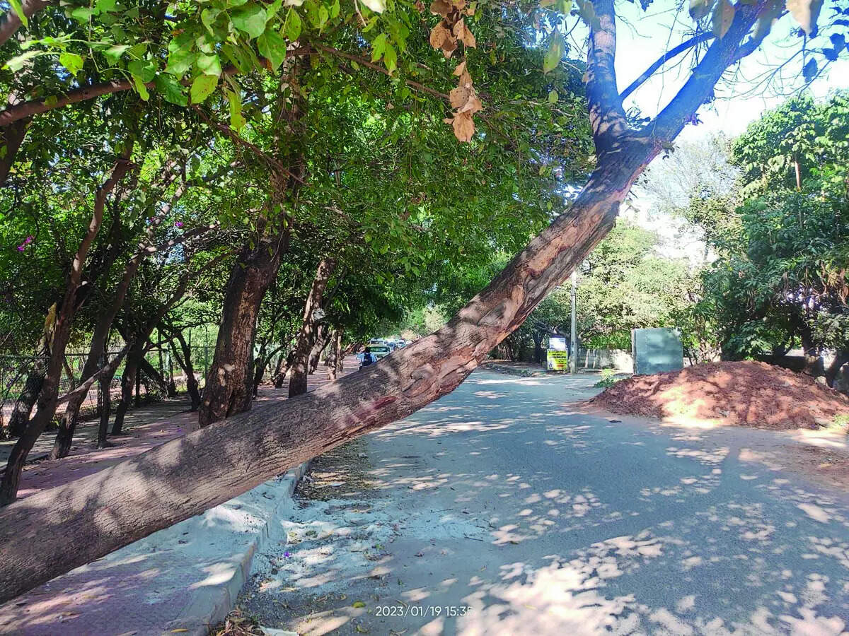 hbr layout: Leaning trees of HBR Layout