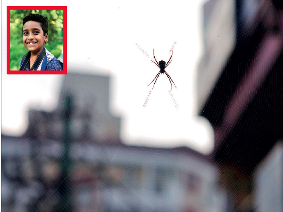Spider snap gets 9-year-old photographer prestigious prize