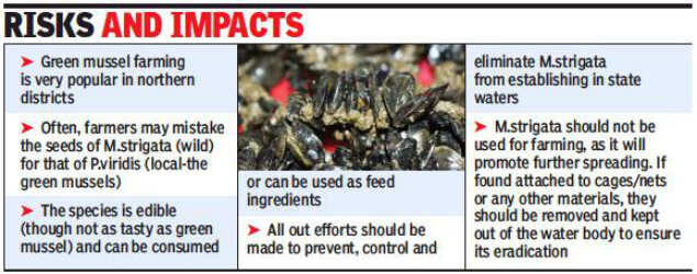 Alien species crowding out local mussels | Kochi News - Times of India