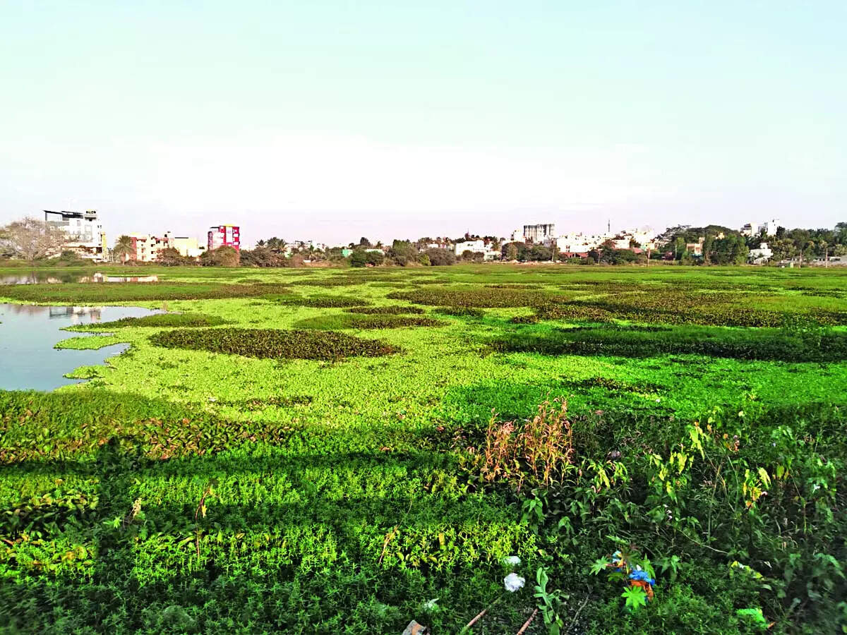 kithaganur lake: Kithaganur Lake: A neglected heritage
