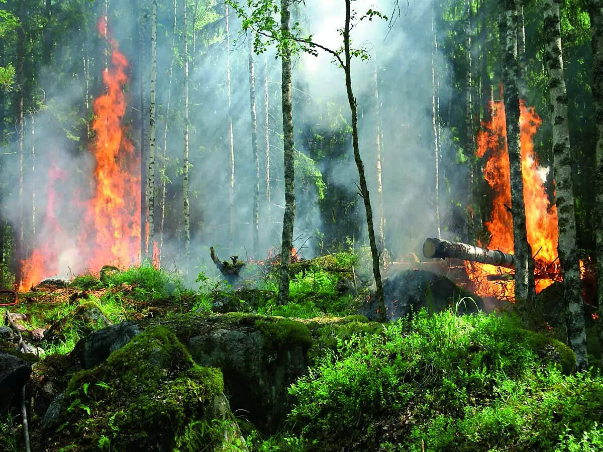Karnataka forests were burning up this peak fire season