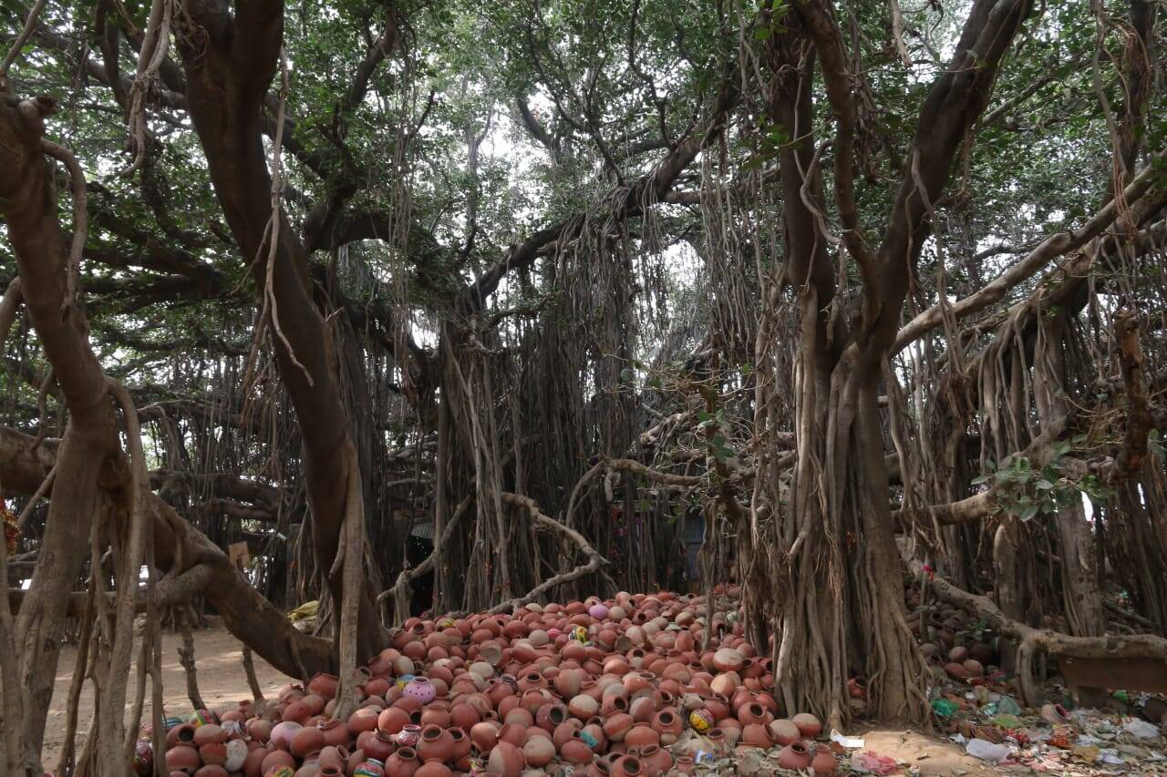In pics: 500-year-old banyan plants a puzzle in Gujarat | Ahmedabad ...