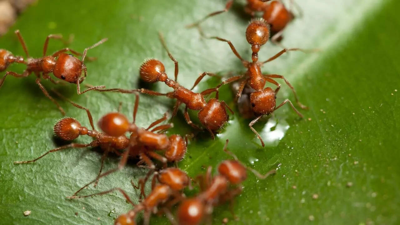 Odisha’s Red Ant Chutney receives GI tag - Times of India