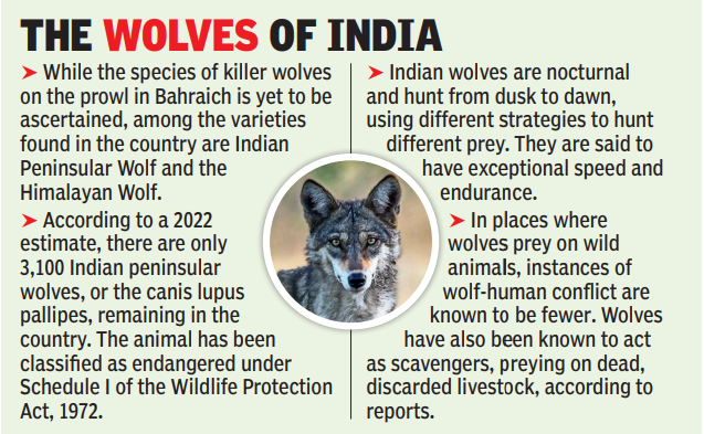 How a pack of wolves is keeping UP’s Bahraich on the edge | Lucknow ...