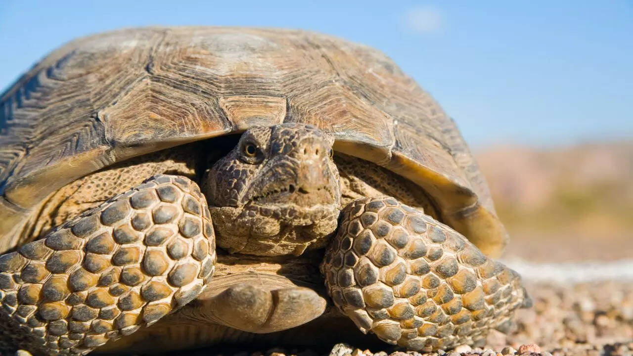 5 animals that can survive for months without water - Times of India