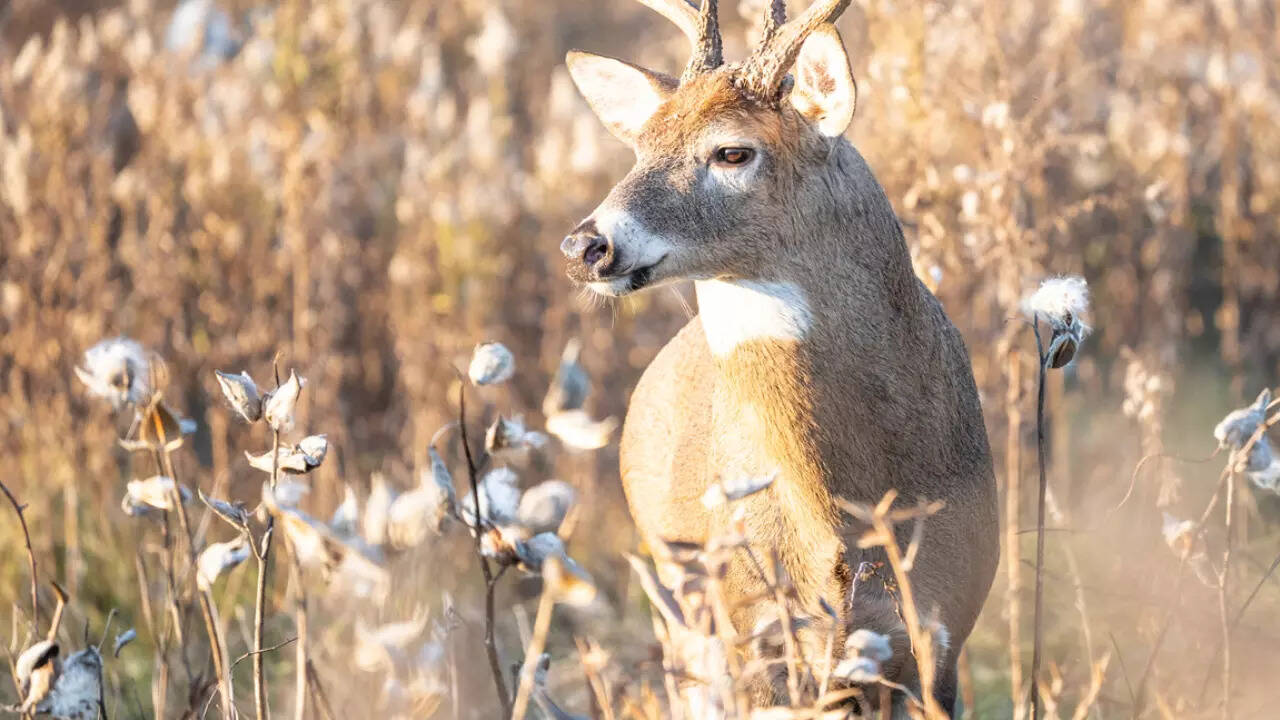What is Chronic Wasting Disease detected in New York: Symptoms and ...