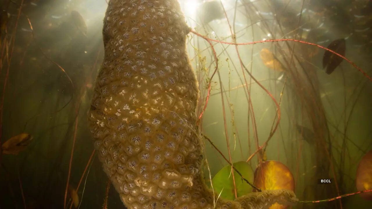 Alien eggs or dinosaur fossils? Scientists stunned by mysterious ...