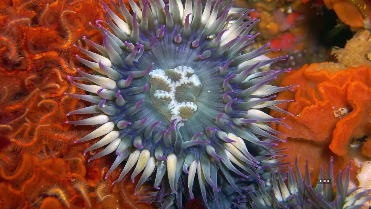 Alien eggs or dinosaur fossils? Scientists stunned by mysterious ...