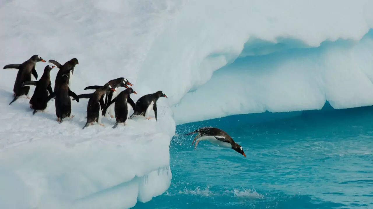 How penguins inherited their name from this diving seabird - Times of India