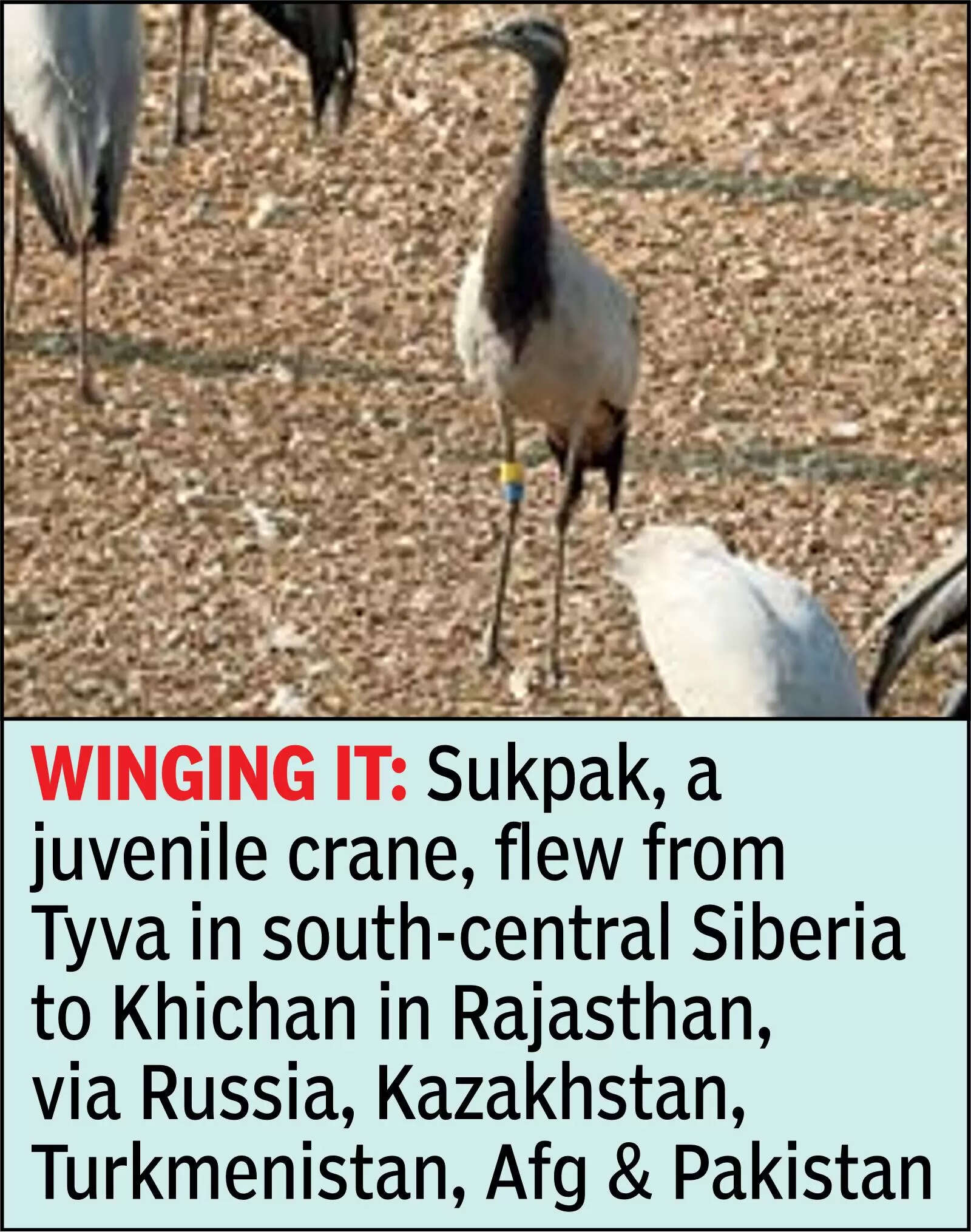 Siberia to Rajasthan, crane sets a flight record - 3,676 km | India ...