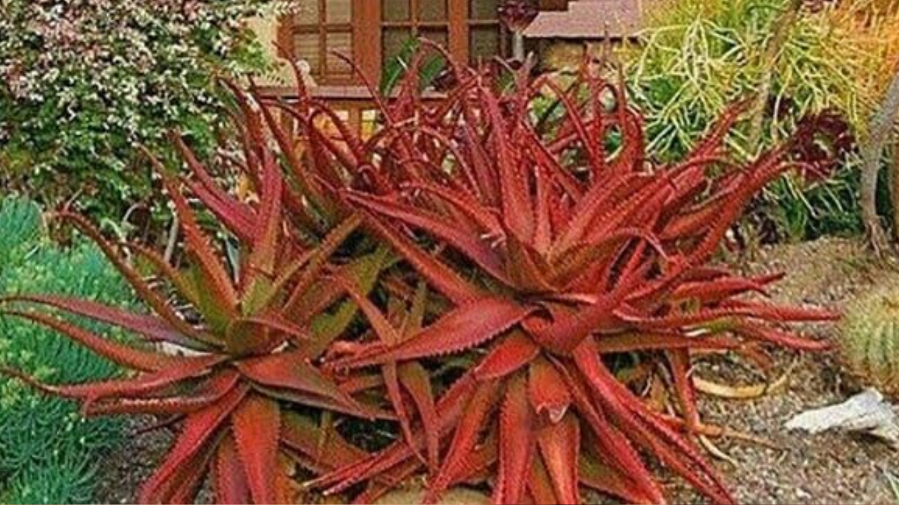 Red Aloe Vera for clear, glowing skin: Nature’s best kept secret ...