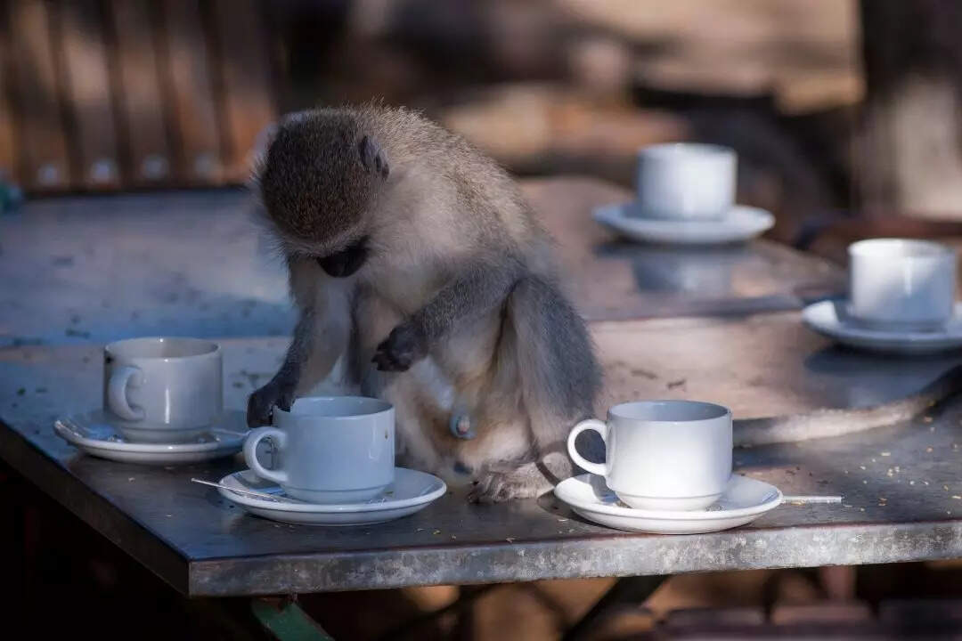 Experiment reveals how monkeys understand money and use it for shocking ...