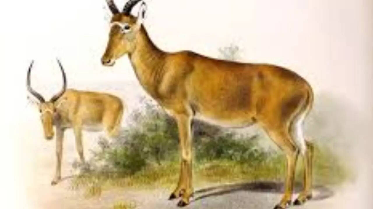 7 Rare animals you may not have heard about | - Times of India