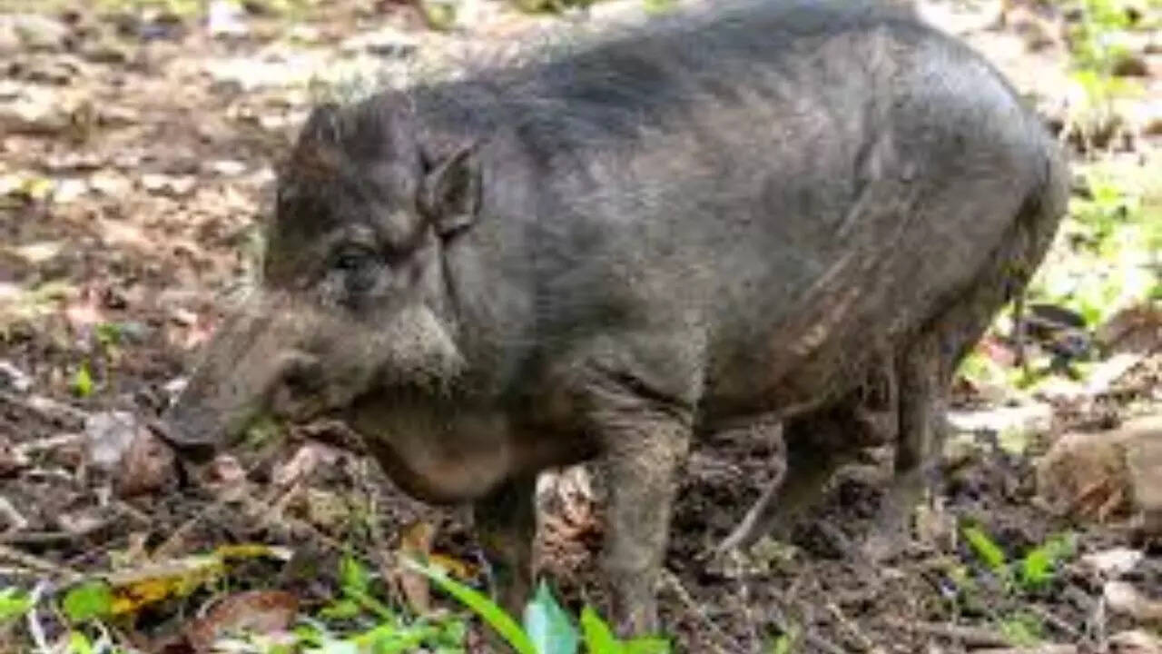 7 Rare animals you may not have heard about | - Times of India