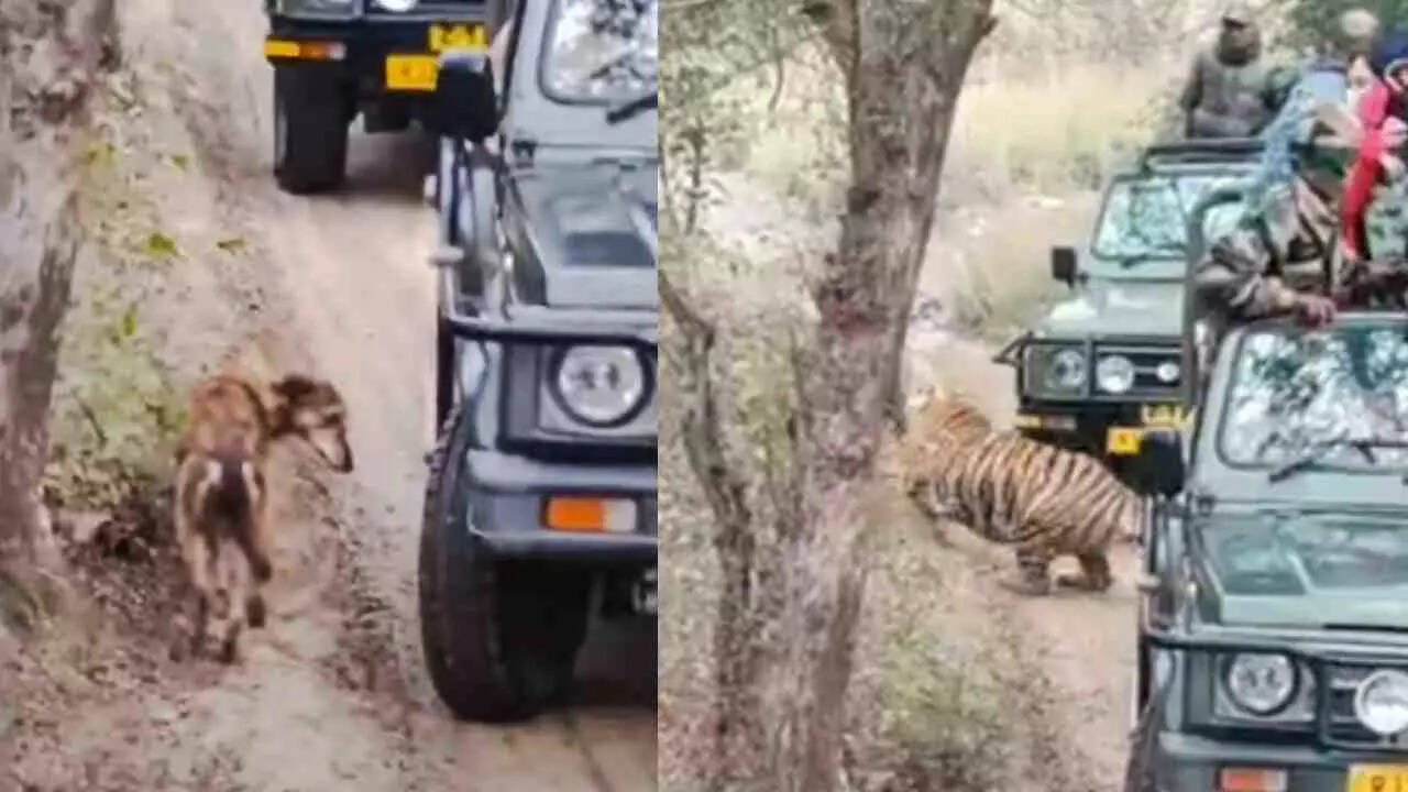 Do tigers prey on dogs? | - Times of India