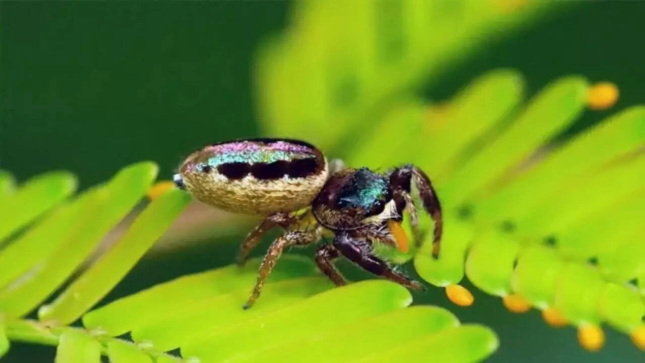 Meet the world's only vegetarian spider; what makes it unique - The ...
