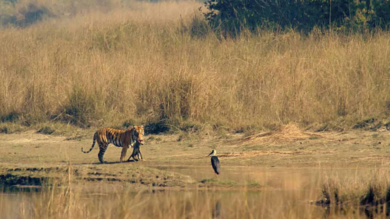 Bardiya National Park: A must-visit destination for wildlife ...