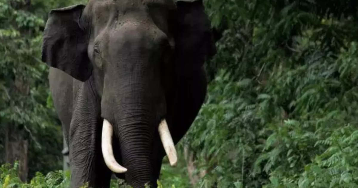 10 places in India where most deaths happen due to wild animal attacks - Times of India