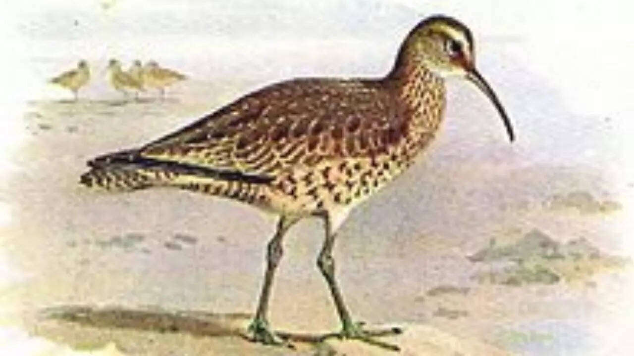 10 extinct bird species that scientists are working to bring back ...