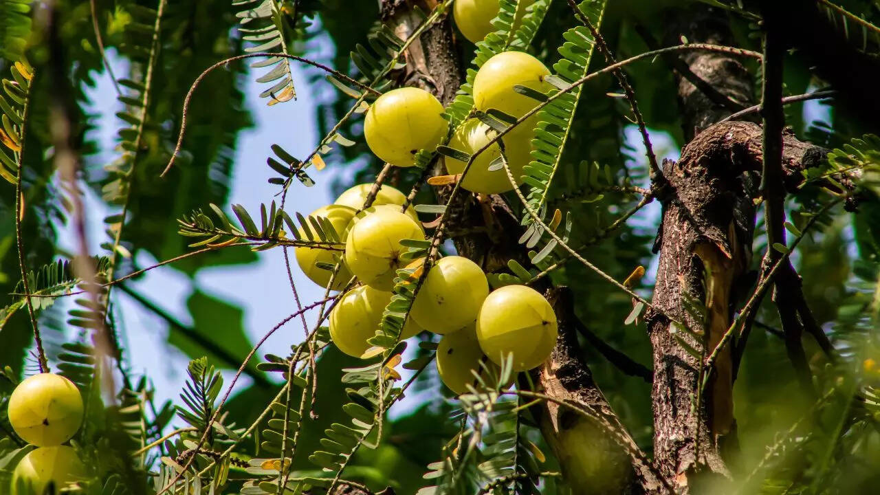 It is Amla Ekadashi today: Why a festival is celebrated around Amla or ...