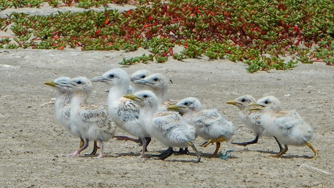 Breakthrough seabird discovery: Large breeding grounds found on Gulf of ...