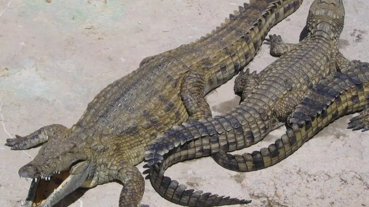 7 largest reptiles on earth ‘six times’ larger than a human – from ...