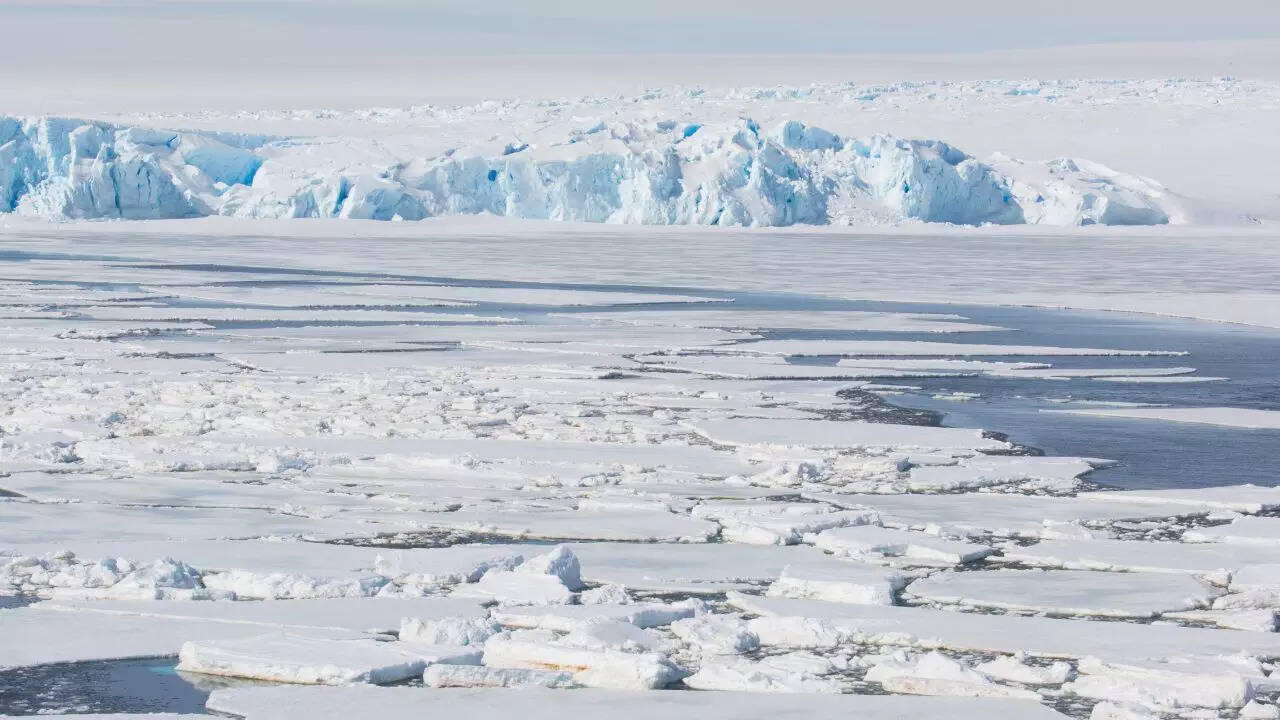Antarctic iceberg collapse reveals strange tentacled creatures lurking ...