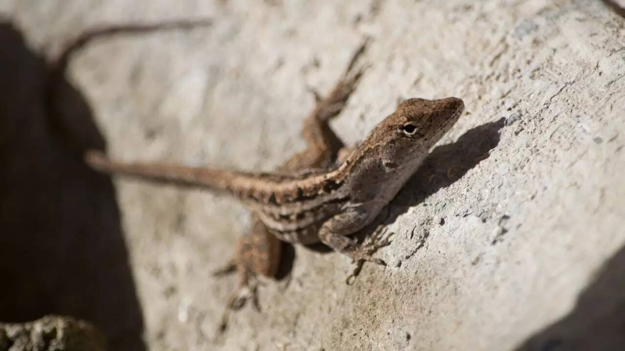 Why do lizards not fall from walls? - The Times of India