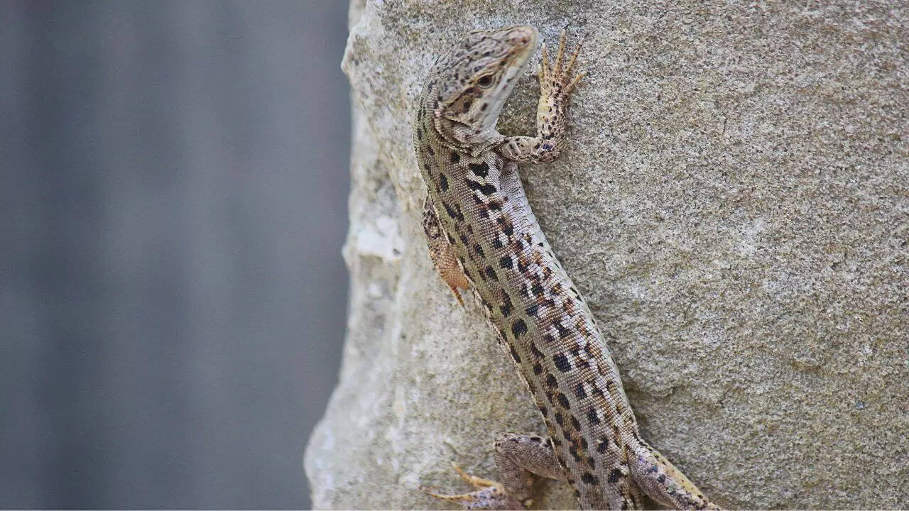 Why do lizards not fall from walls? - The Times of India