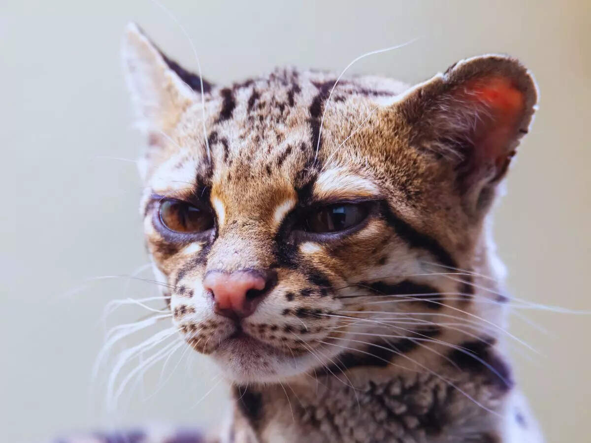 Rare wild cat spotted in Corbett National Park in Uttarakhand: A treat ...