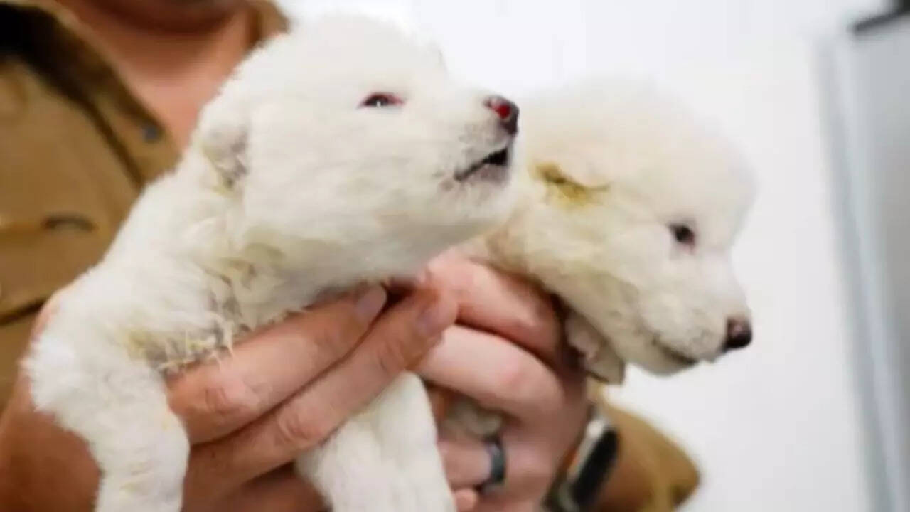 Elon Musk and George R.R. Martin react to real-life return of dire ...