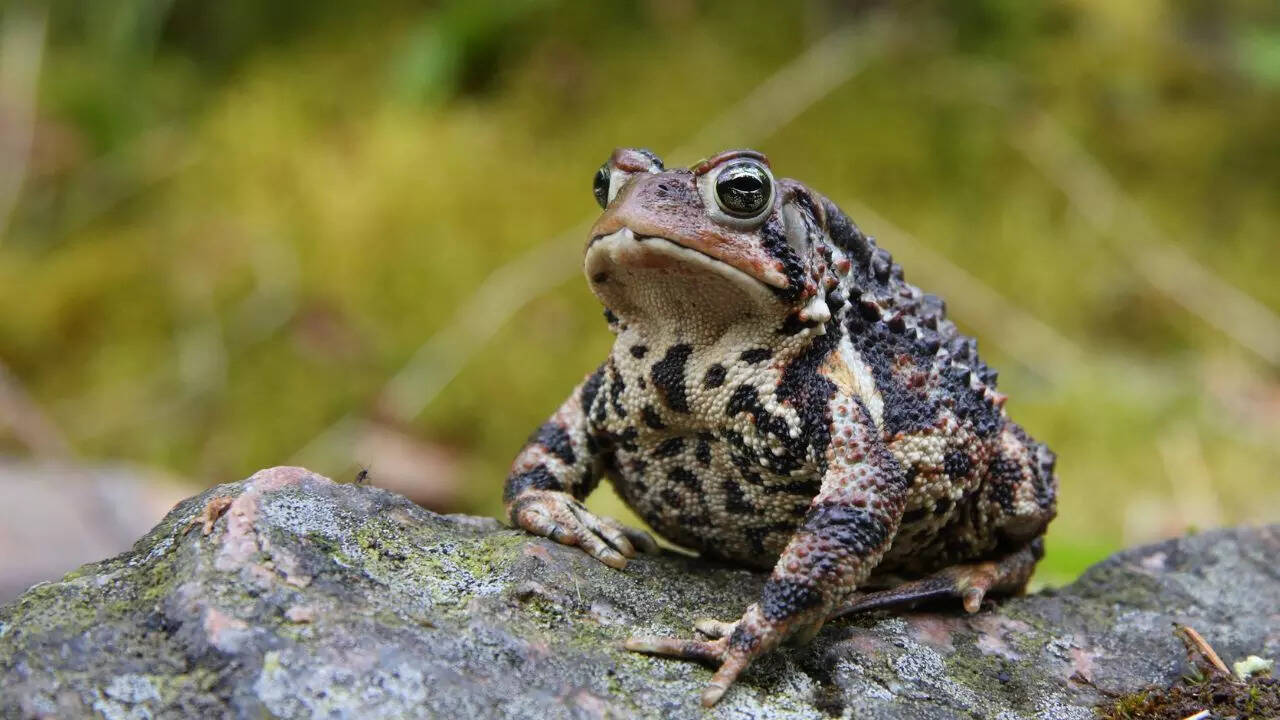 10 Animals that respond early to an earthquake | - Times of India