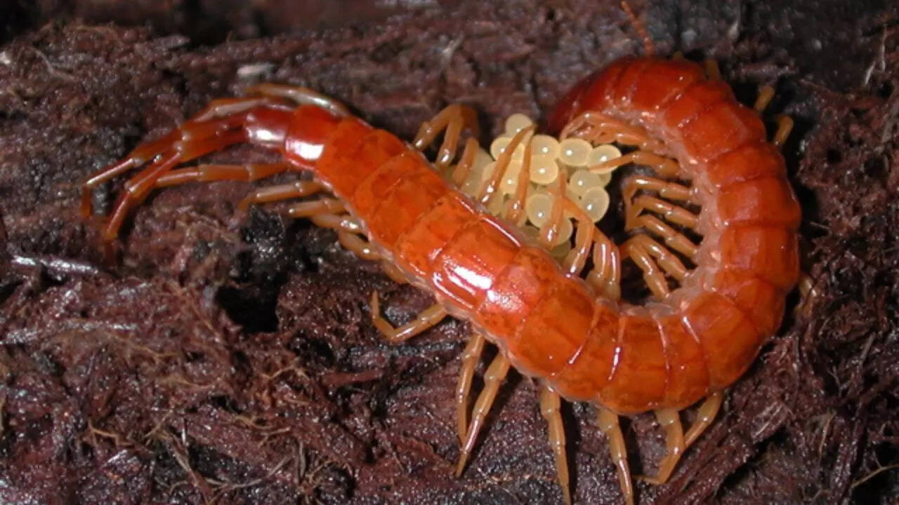 10 Animals that respond early to an earthquake | - The Times of India