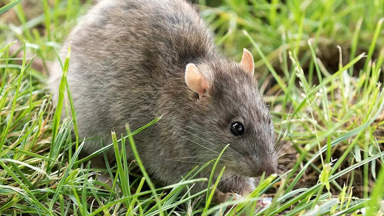 10 Animals that respond early to an earthquake | - The Times of India