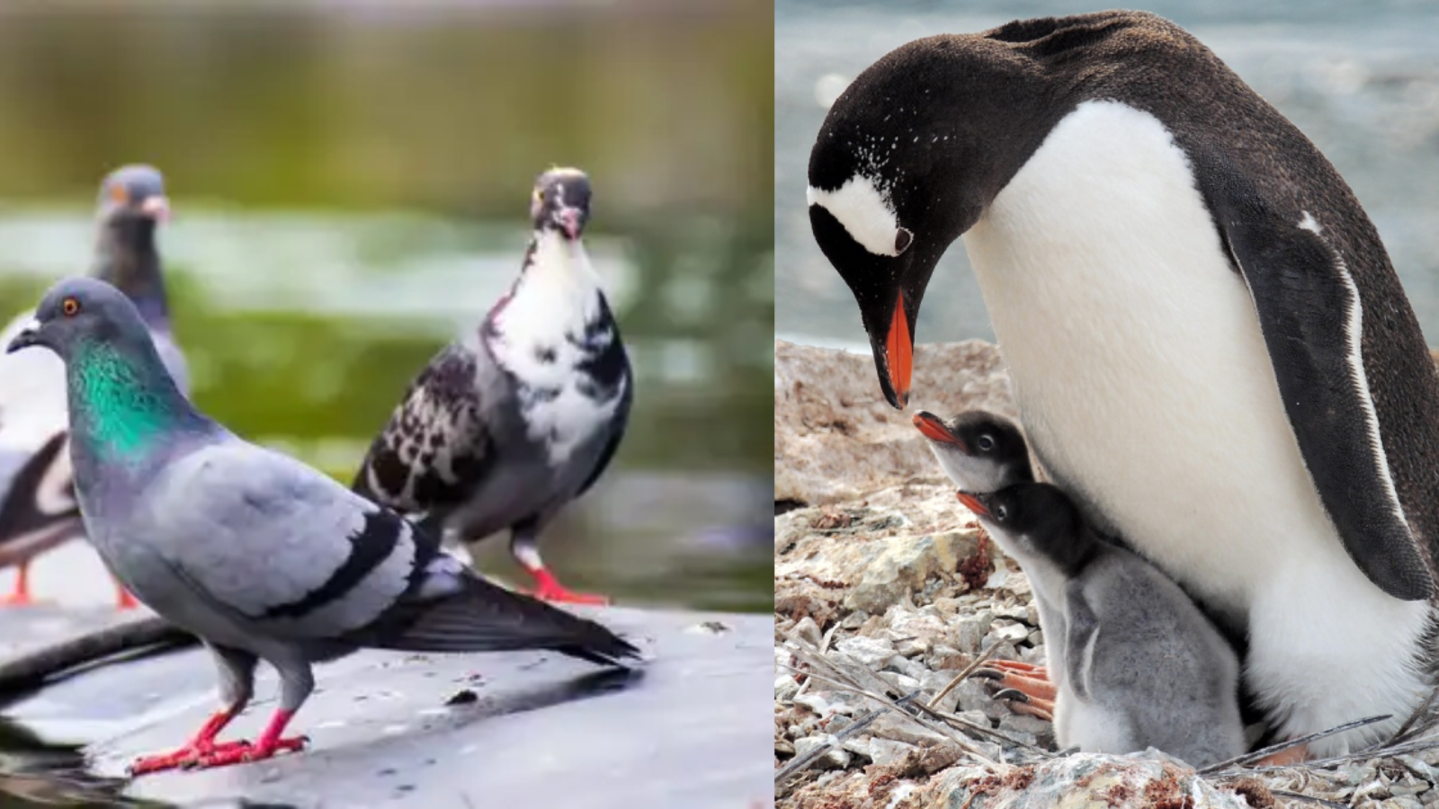 3 birds that produce milk to feed their young - Times of India