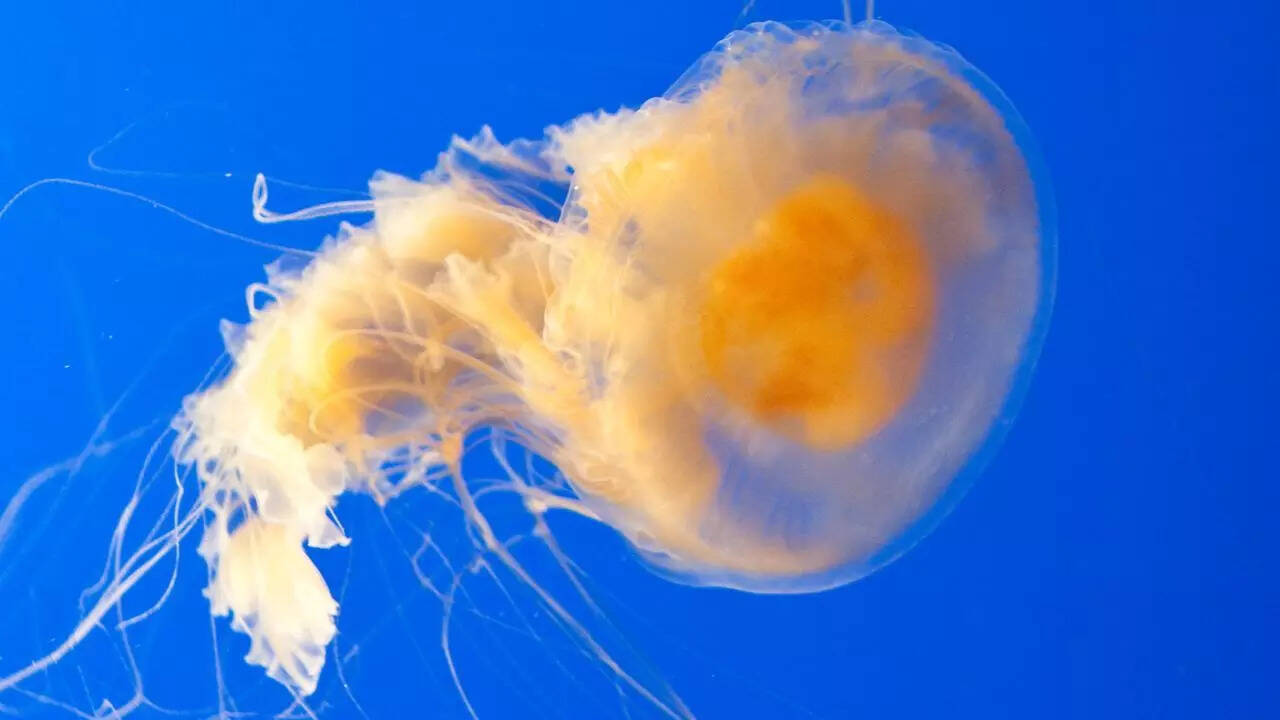 10 animals with food-inspired names from the fried egg jellyfish to the ...