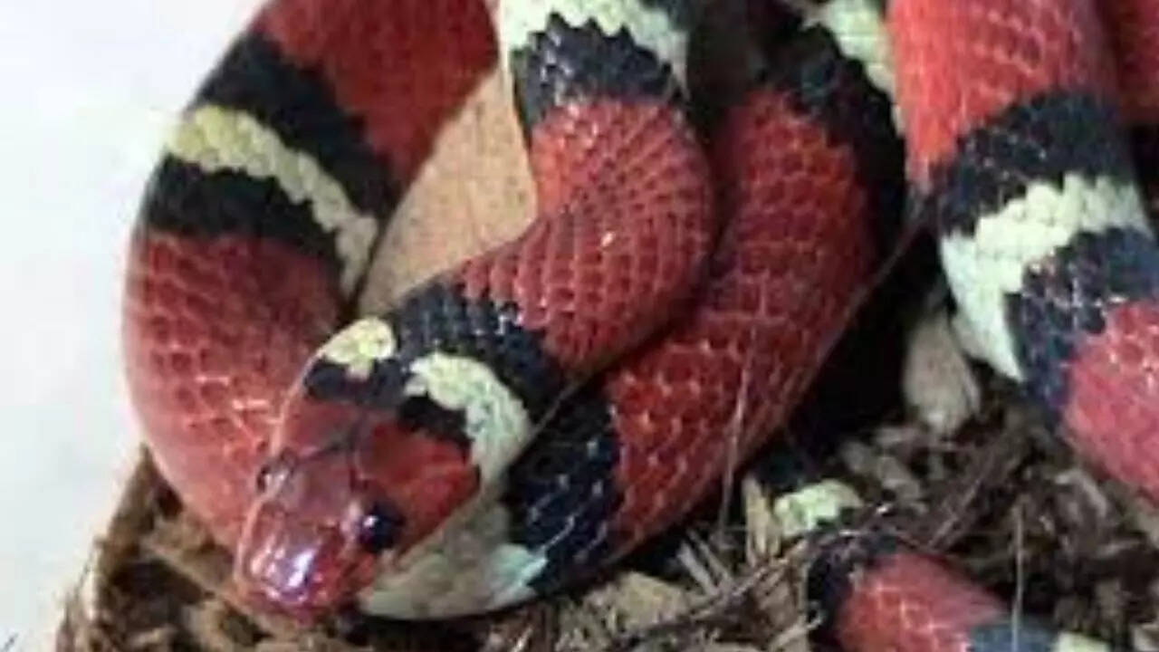 Coral snake vs. King snake: How to identify and differentiate their key ...