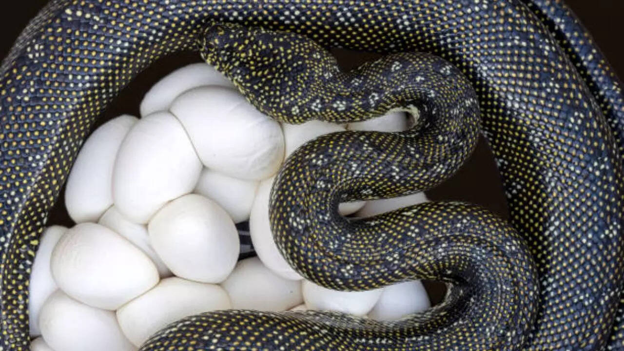7 jaw-dropping facts about snakes that are lesser known by humans ...
