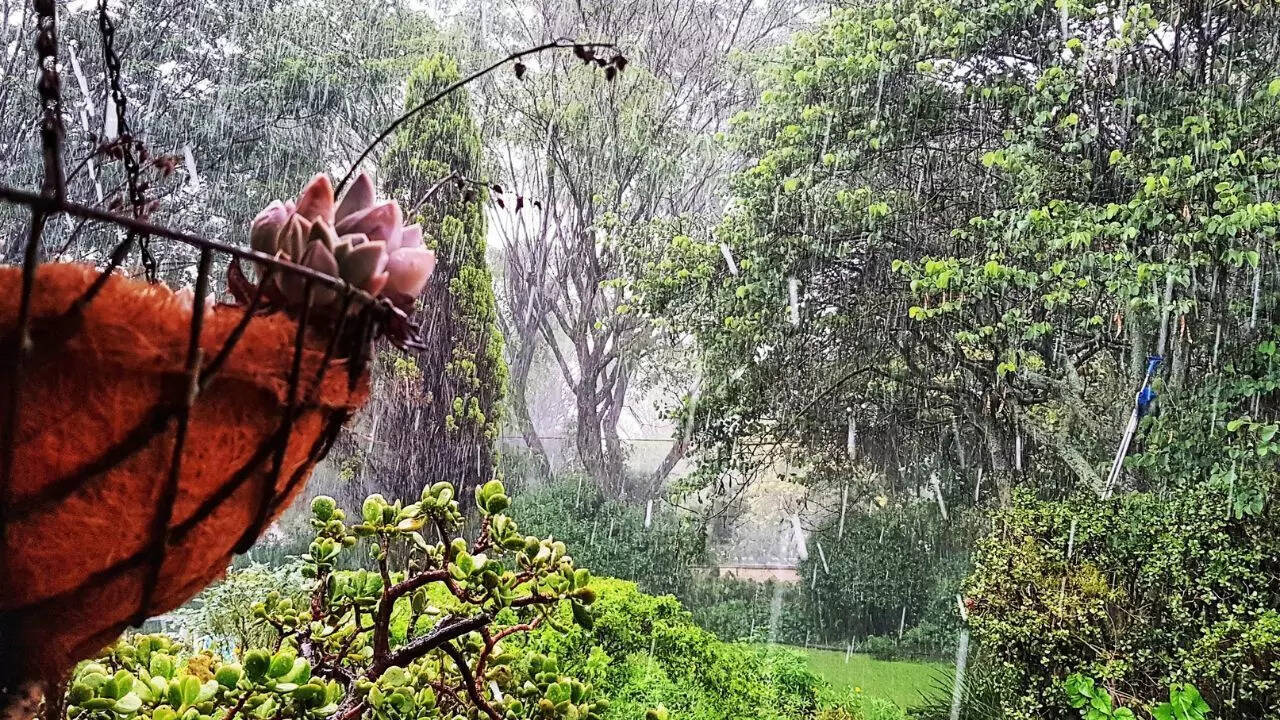 Monsoon rains are coming: Here’s how to protect your garden in time and fix it after the damage ...