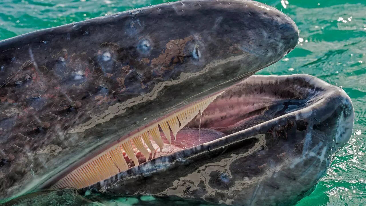 7 toothless animals that have mastered the art of eating - Times of India