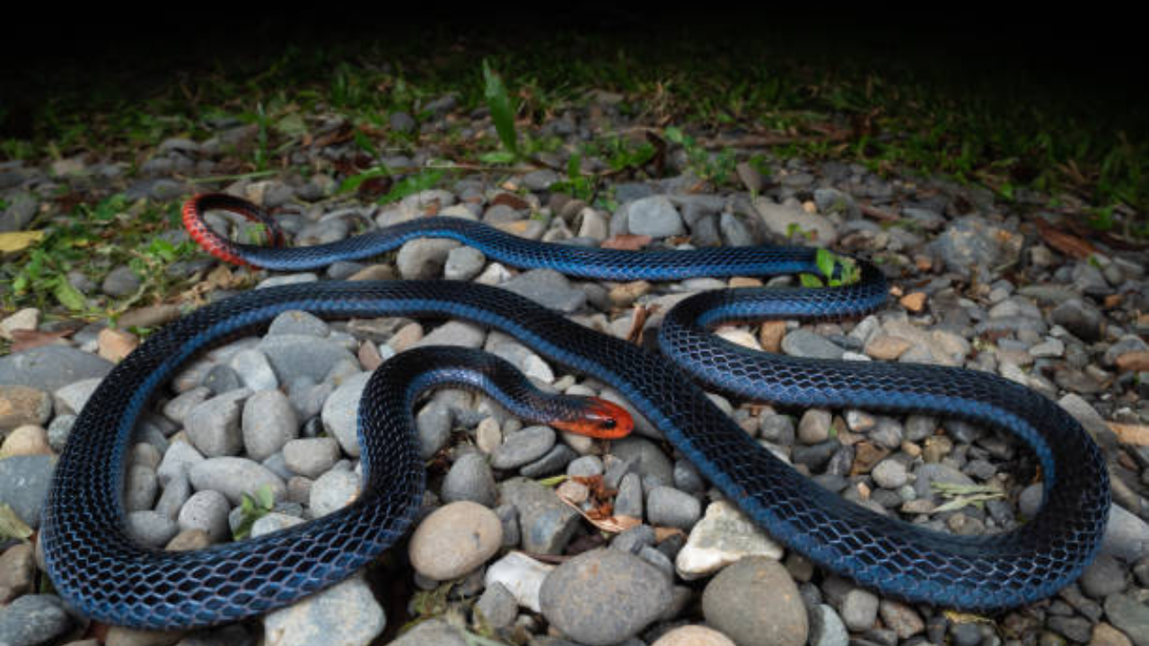 The world’s most colorful snakes you’ve never heard of | - Times of India